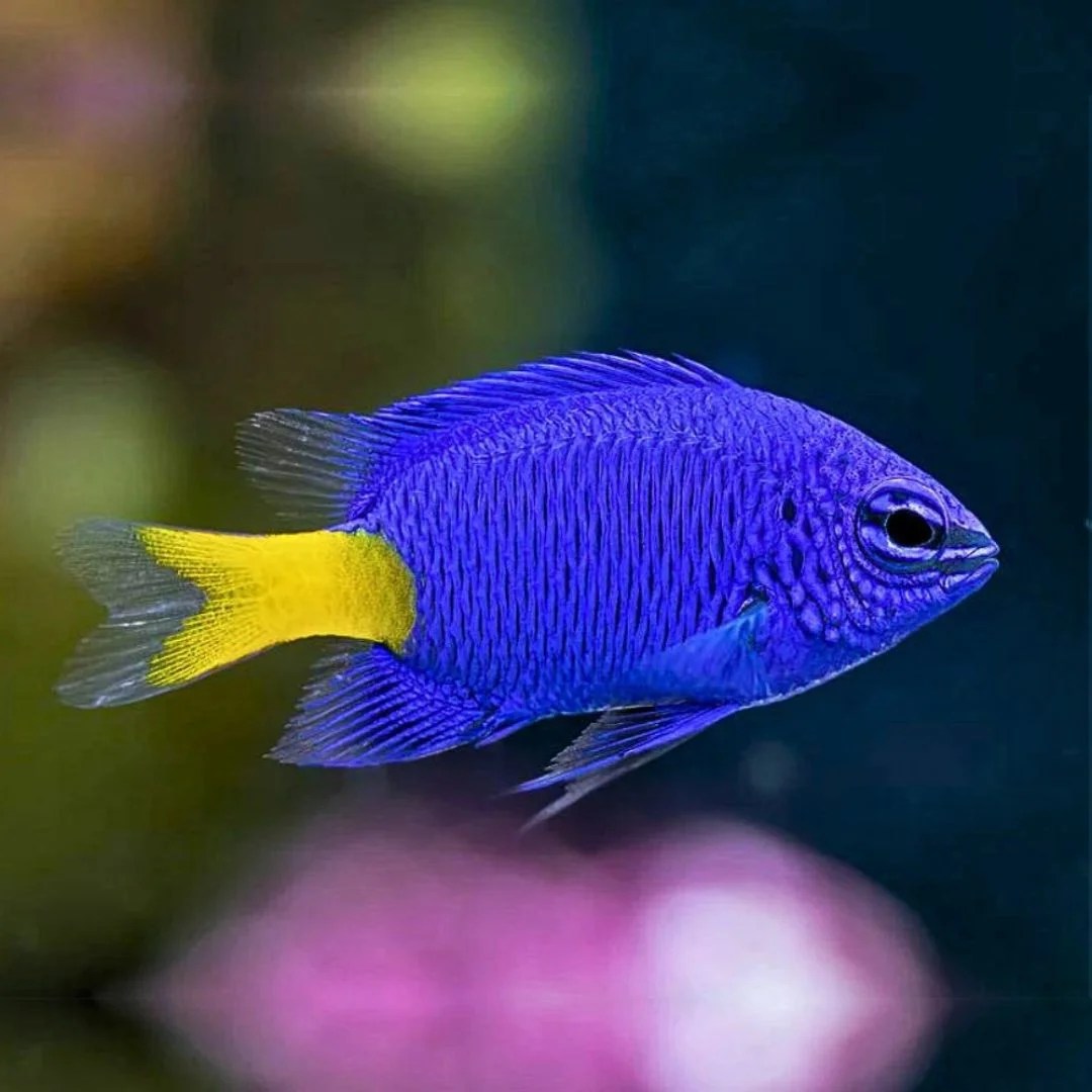 Blue Damsel – Dreamworld Flowers & Aquarium Fish